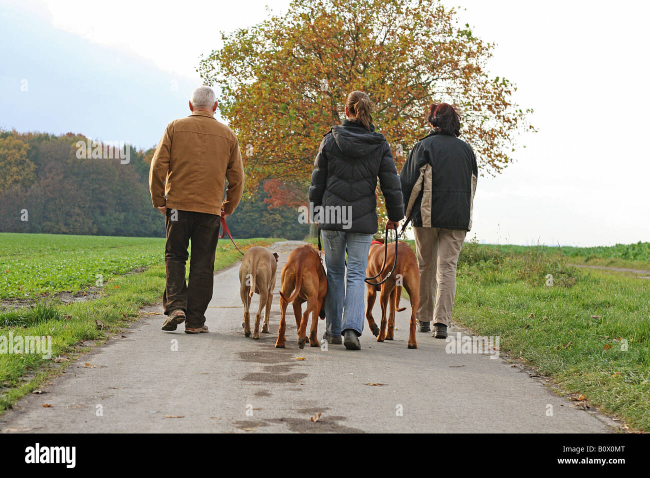 Woman rhodesian ridgeback hi-res stock photography and images - Alamy