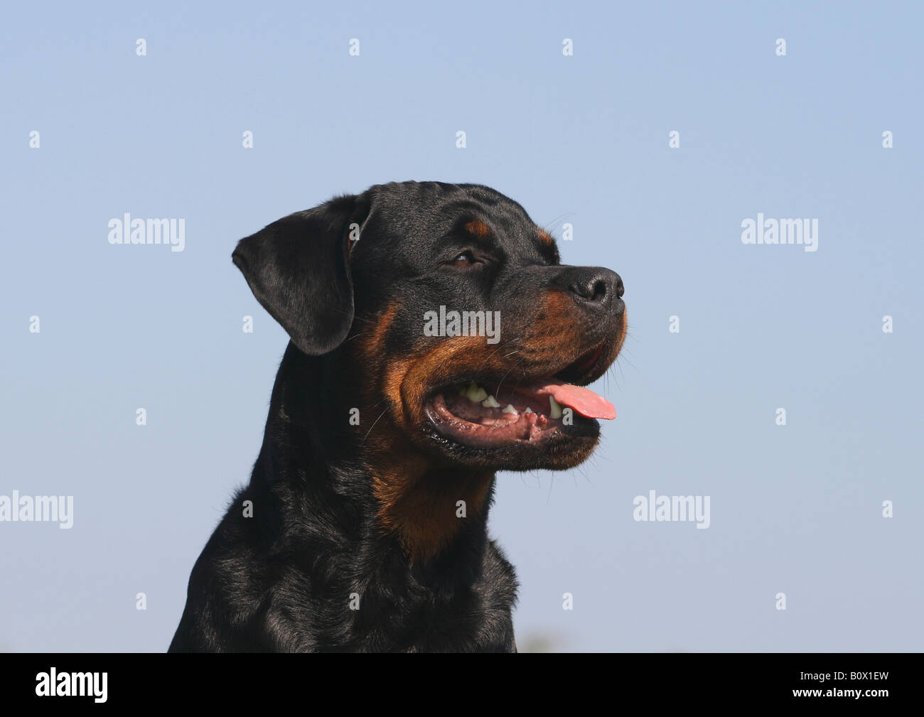 Rottweiler - portrait Stock Photo - Alamy