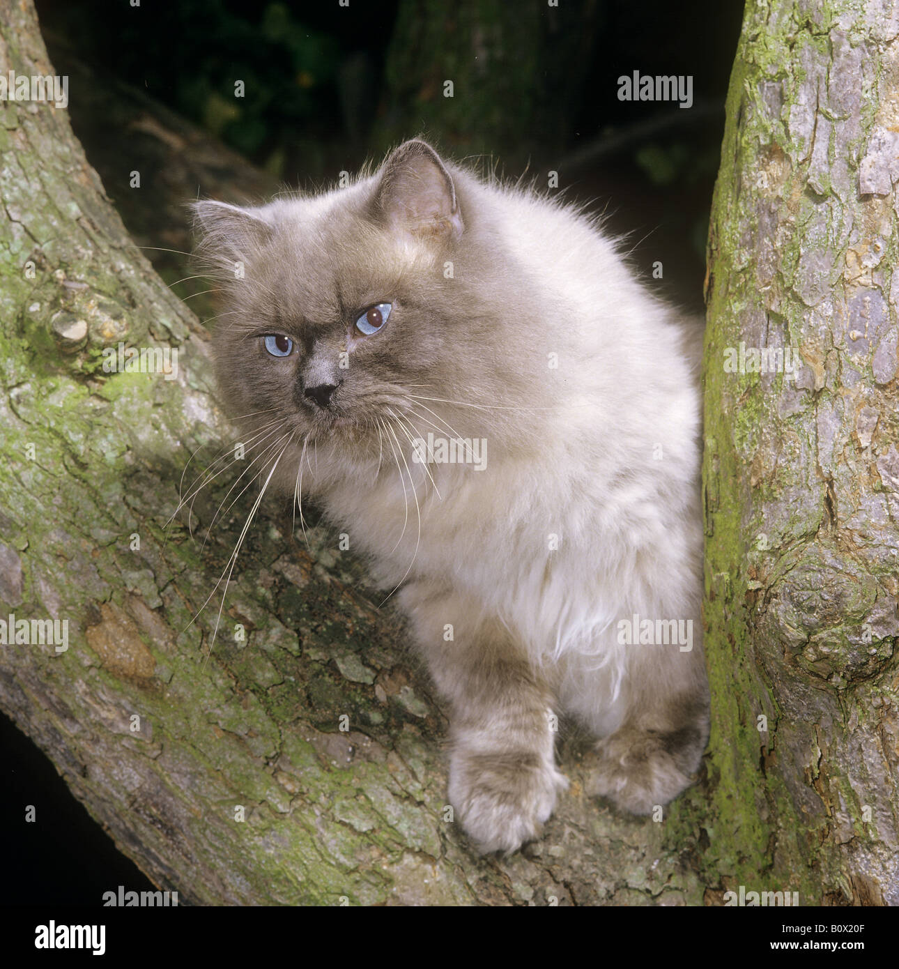 Colourpoint - on tree Stock Photo - Alamy