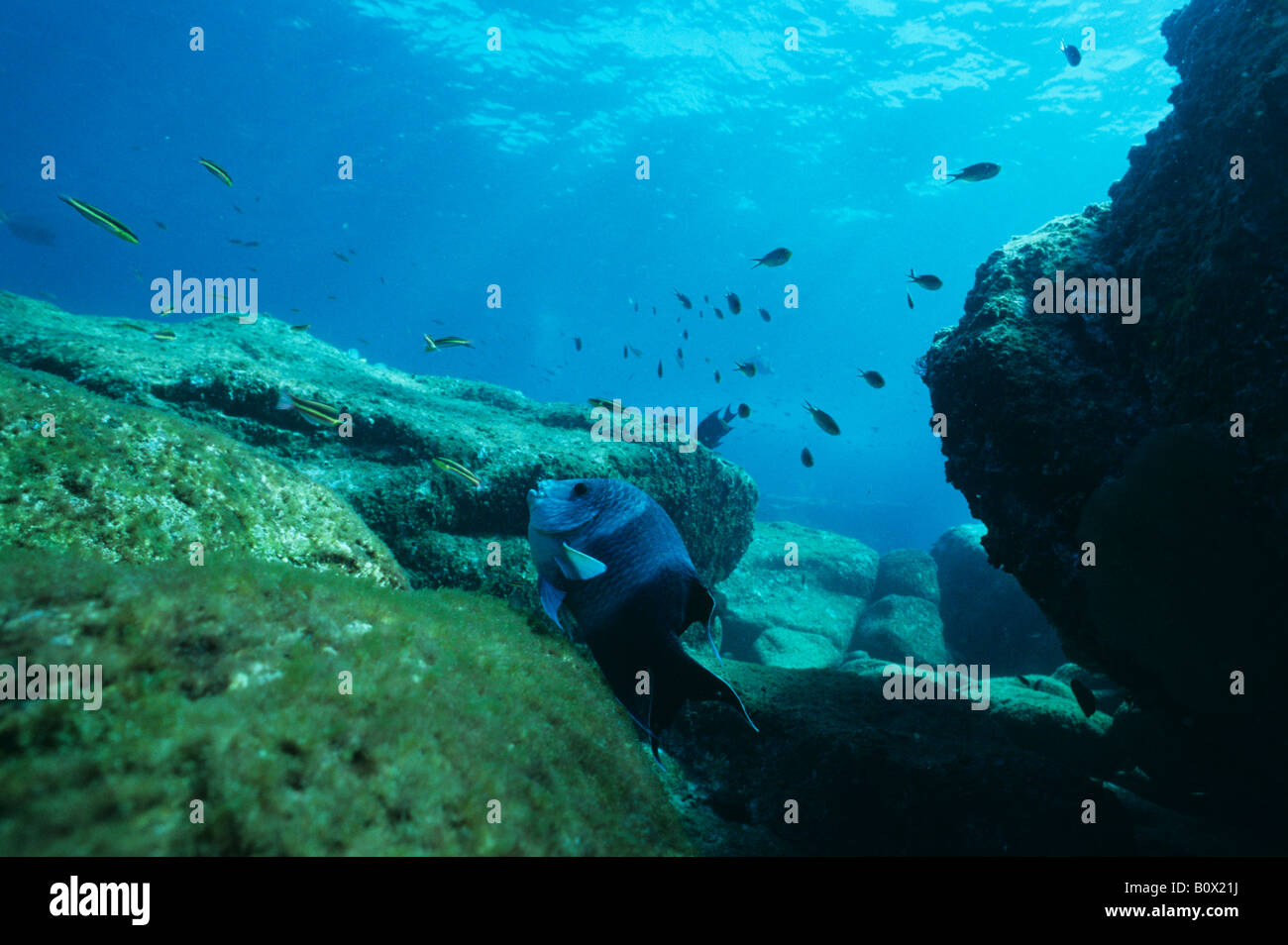 Deep sea creatures mexico hi-res stock photography and images - Alamy