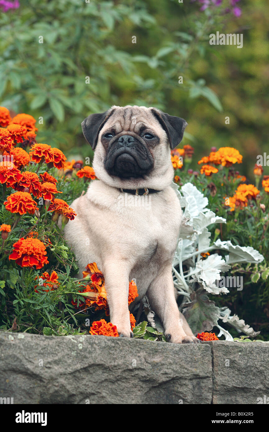 pug - sitting between flowers Stock Photo - Alamy