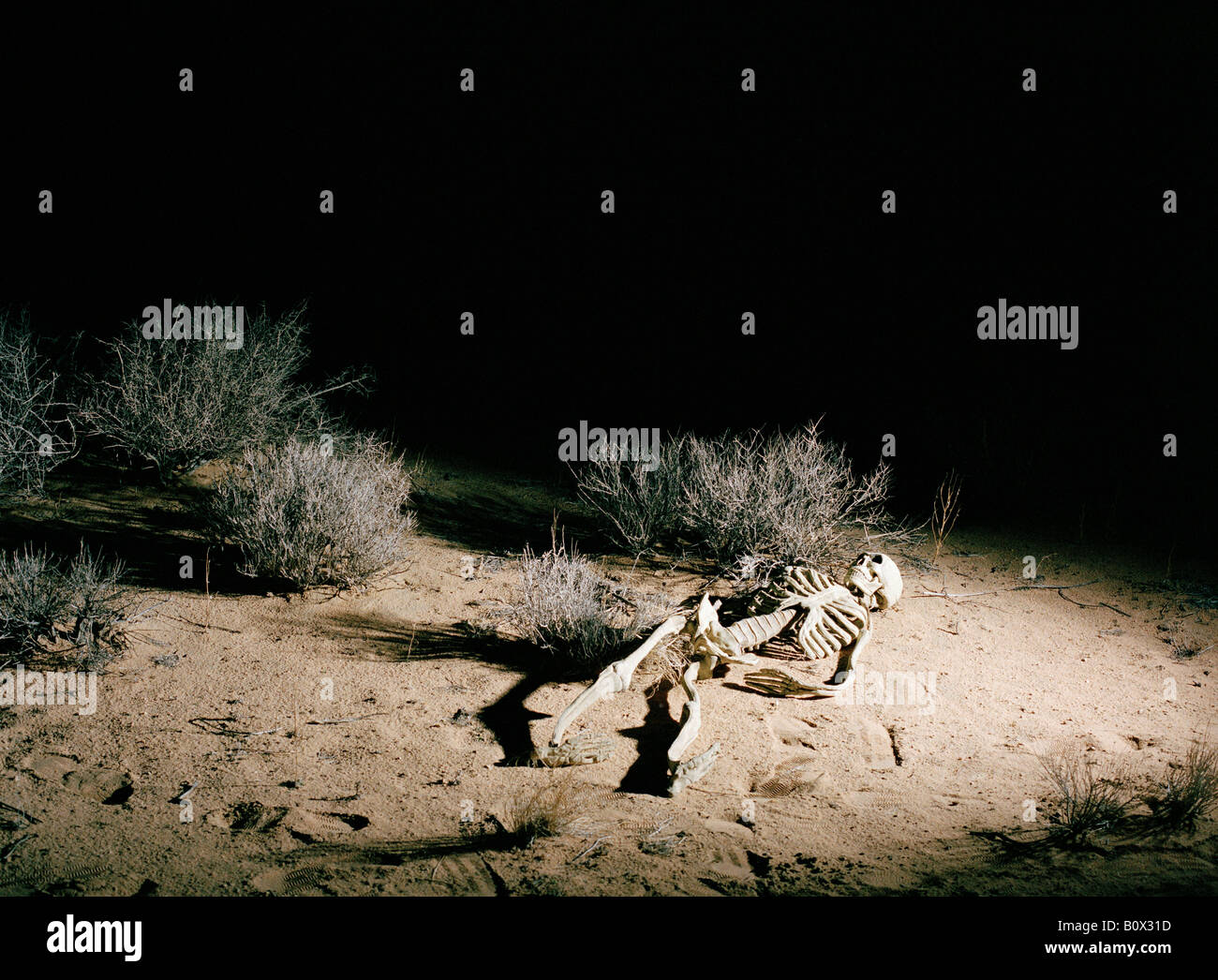 Barren Desert With Bones