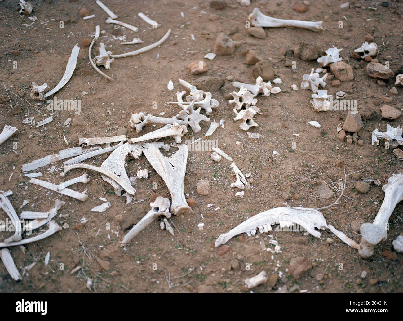 Animal bones scattered in the dirt Stock Photo - Alamy