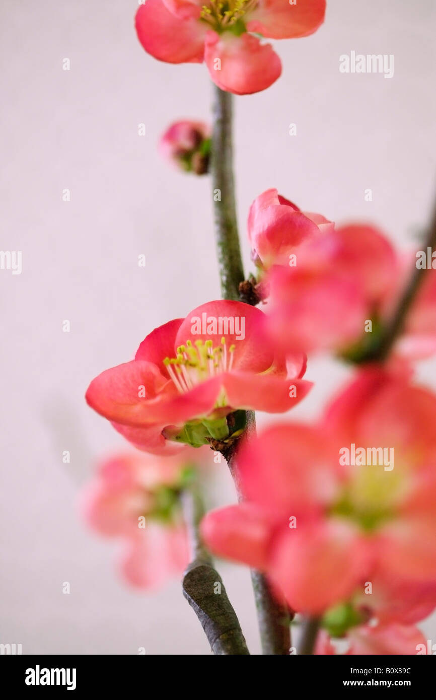 Pink flowers on a tree branch Stock Photo - Alamy