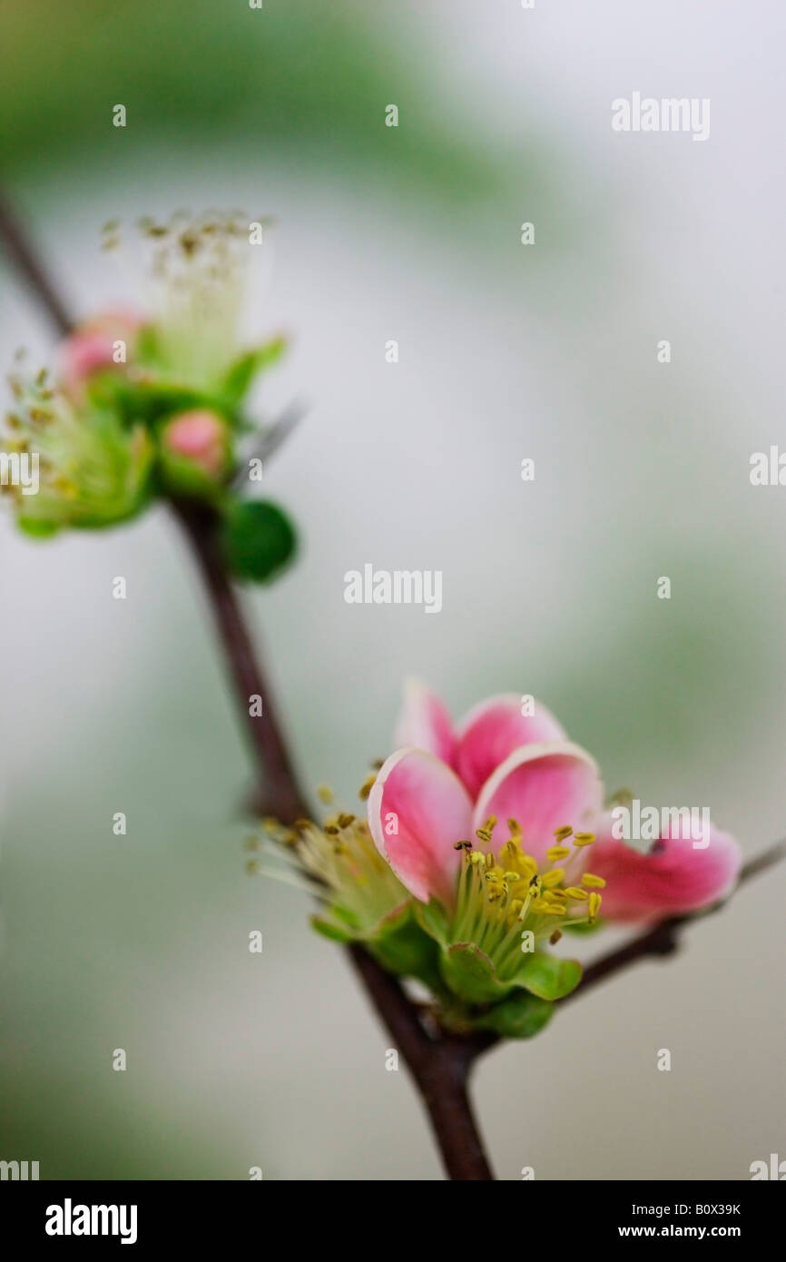Blossom growing on a tree branch Stock Photo - Alamy