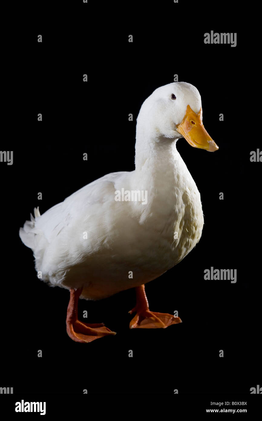 Duck studio white hi-res stock photography and images - Alamy