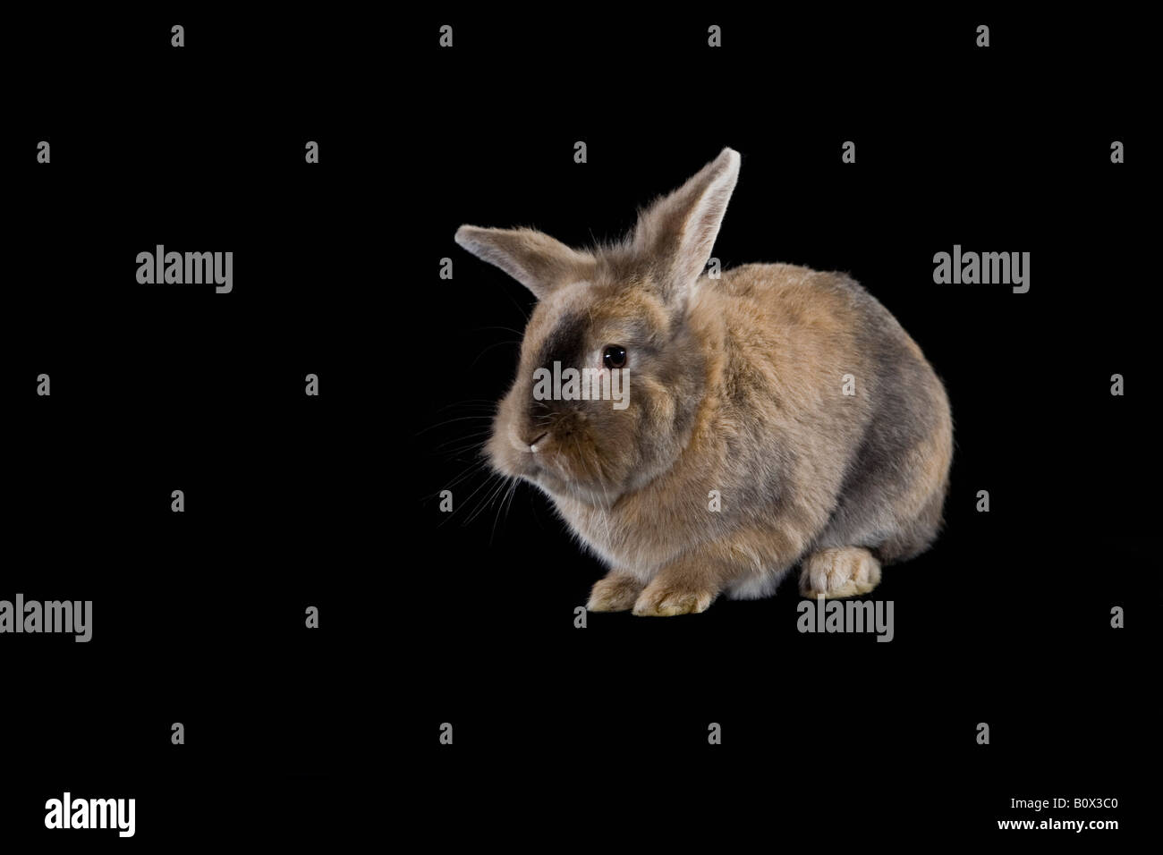 Rabbit side view hi-res stock photography and images - Alamy