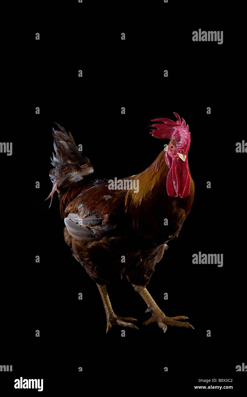 Black cockerel hi-res stock photography and images - Alamy