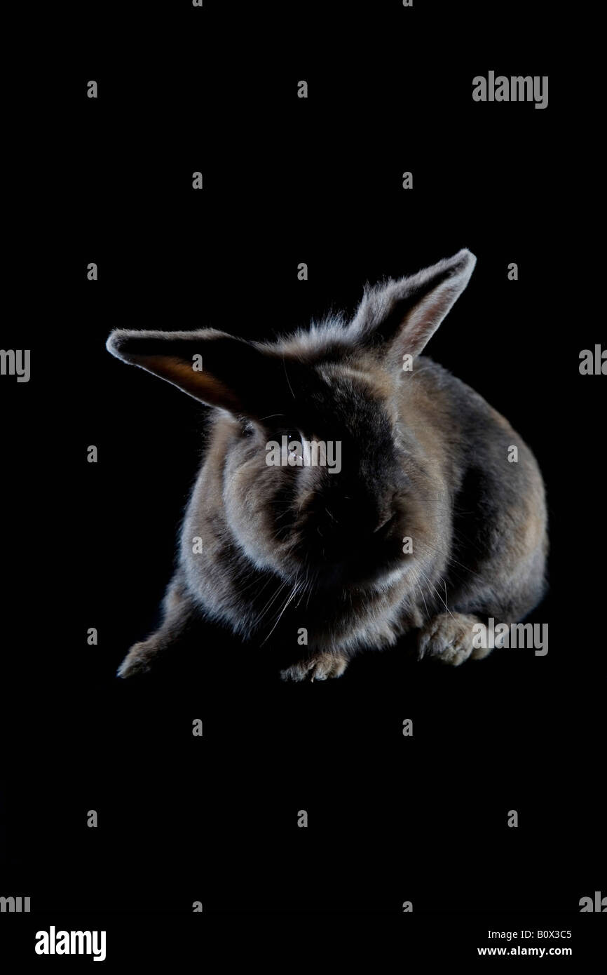 Rabbit color hi-res stock photography and images - Alamy