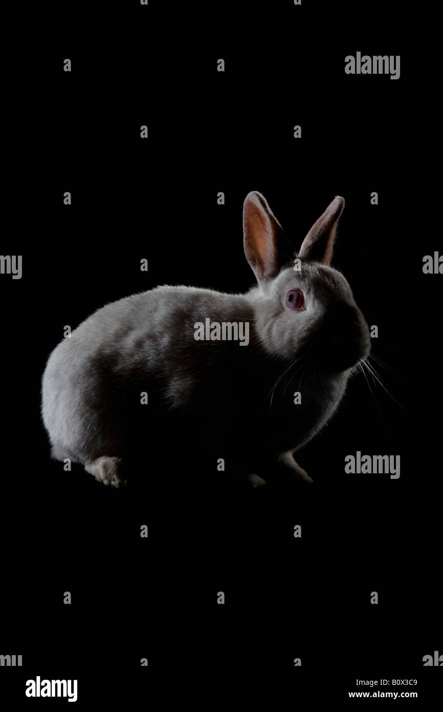 Side view of a rabbit hi-res stock photography and images - Alamy