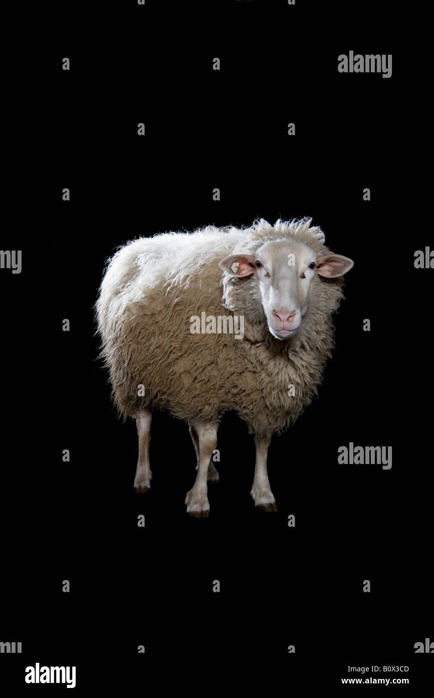 Photography of sheep hi-res stock photography and images - Alamy