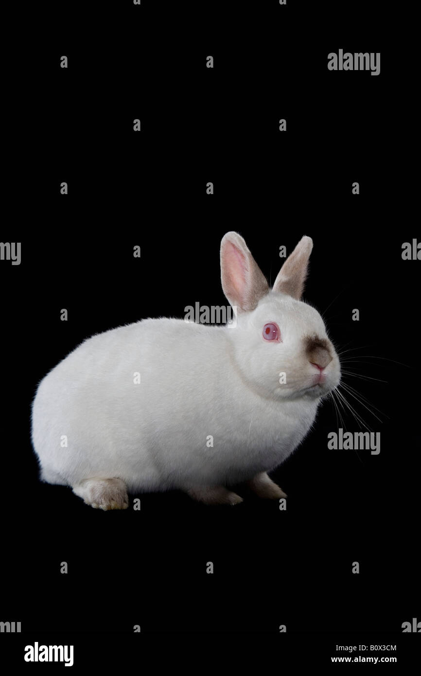 Rabbit color hi-res stock photography and images - Alamy