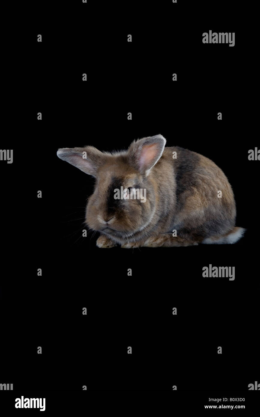 Rabbit color hi-res stock photography and images - Alamy