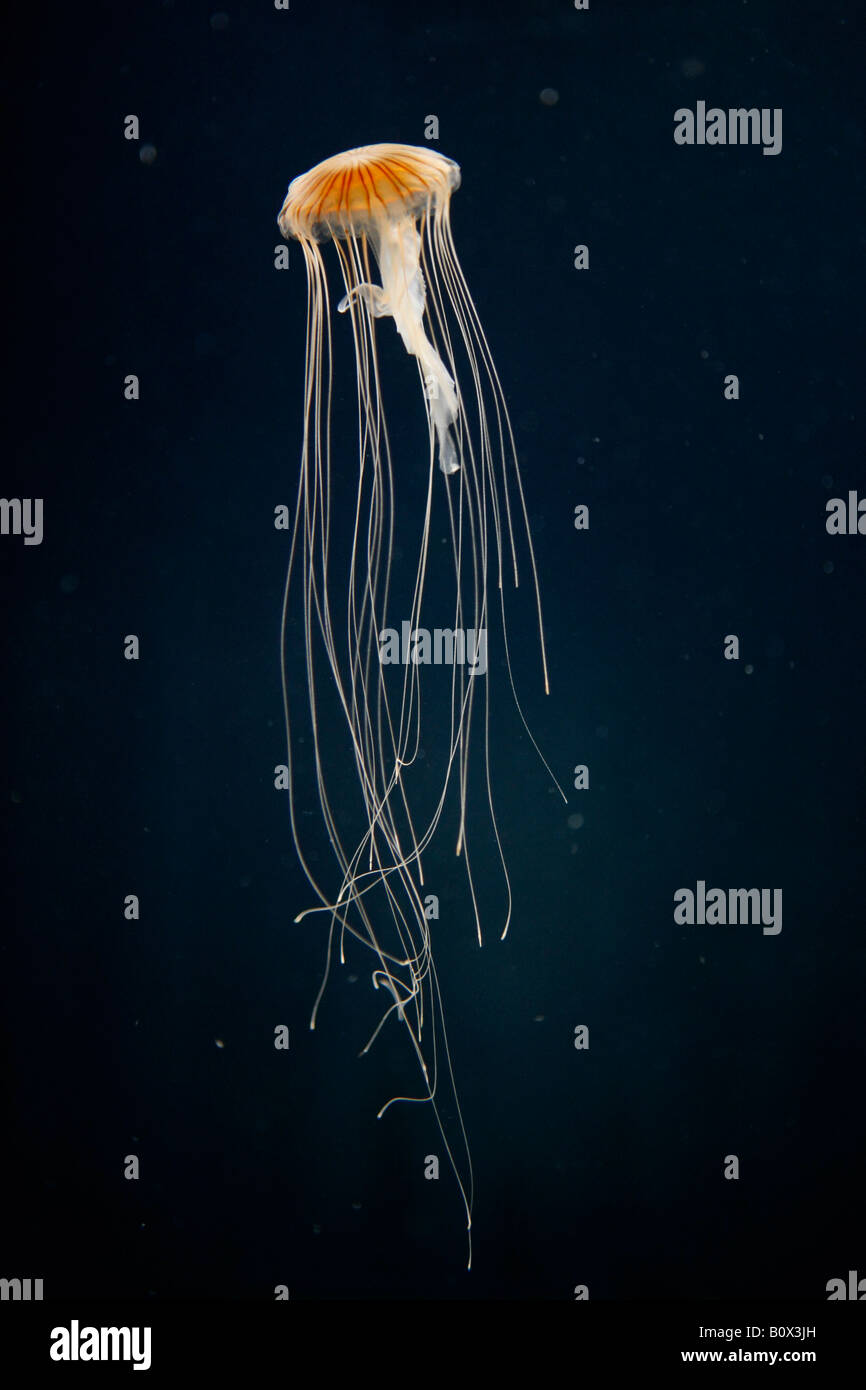 A Sea nettle jellyfish (Chrysaora melanaster), Berlin, Germany Stock ...