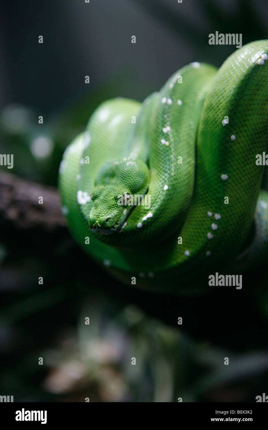 A green tree python (Morelia viridis) Berlin, Germany Stock Photo - Alamy