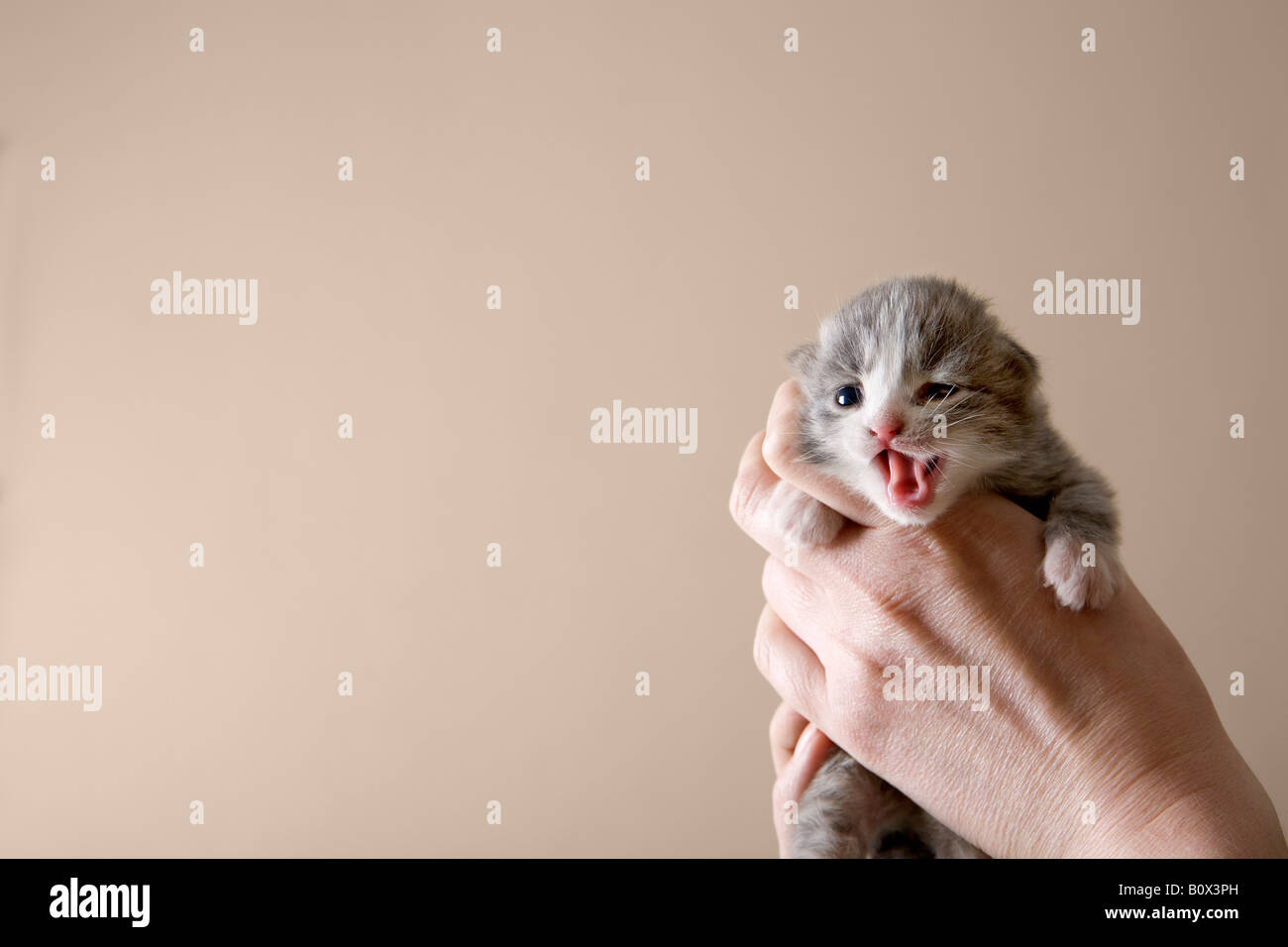 A human hand holding a kitten Stock Photo - Alamy