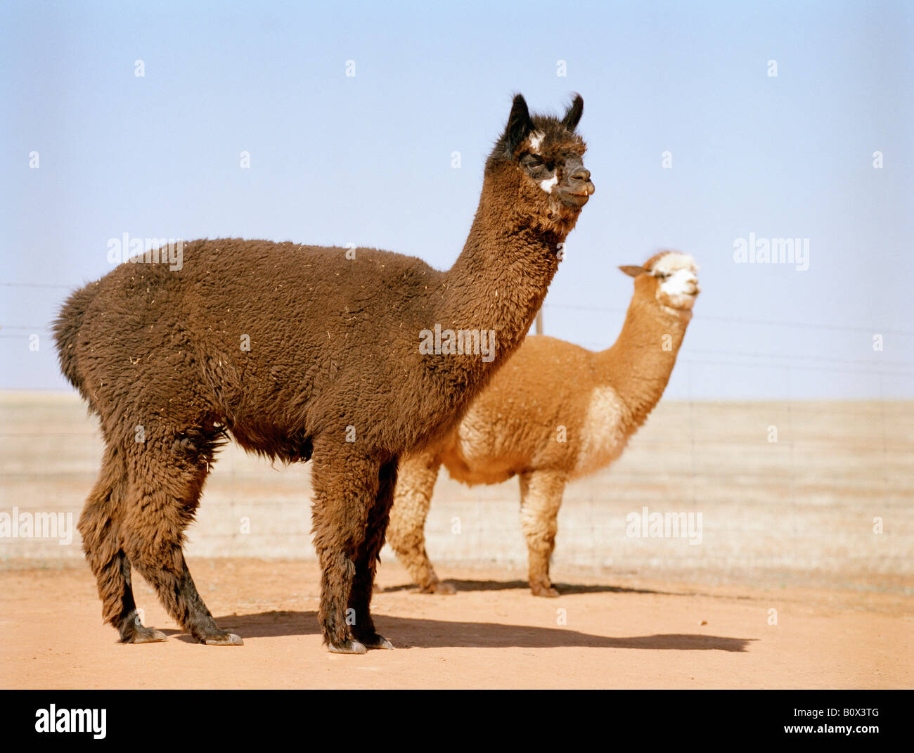 Two llama hi-res stock photography and images - Alamy