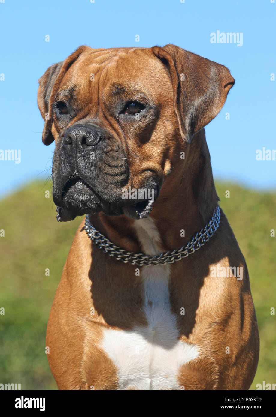 Boxer Adulto Introducing Boxer Puppy (8w) To Adult Male Boxer!