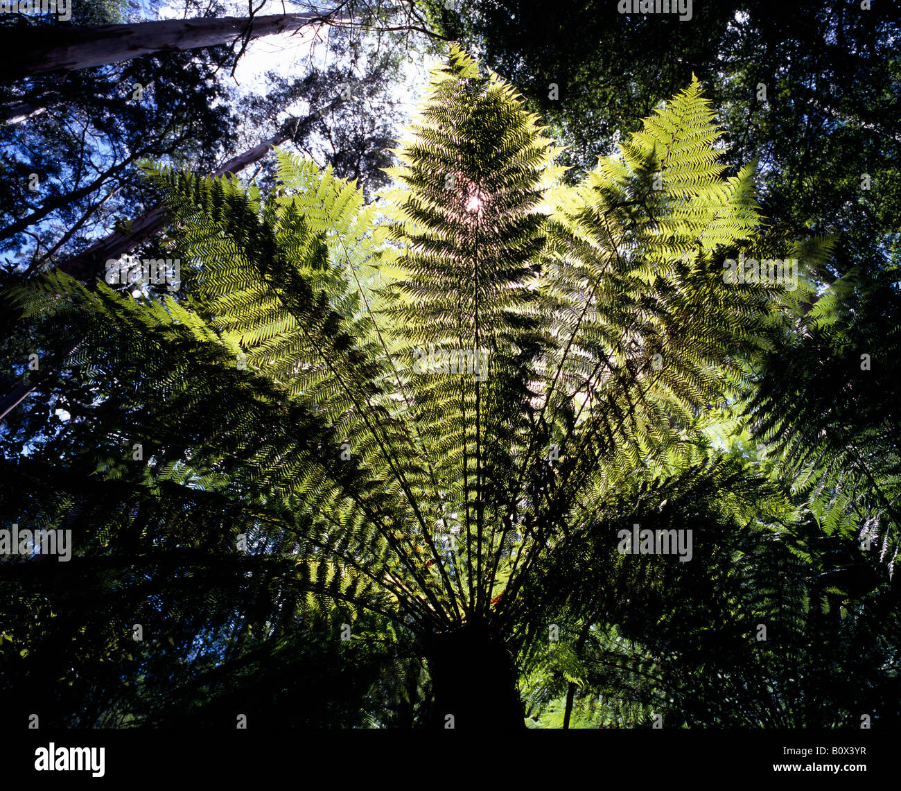 A large fern Stock Photo - Alamy
