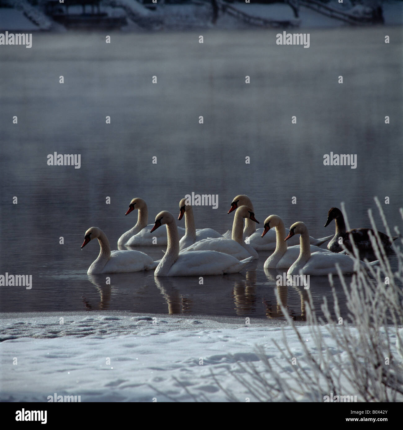 A medium group of Swans floating on water in the winter time, Baggersee ...