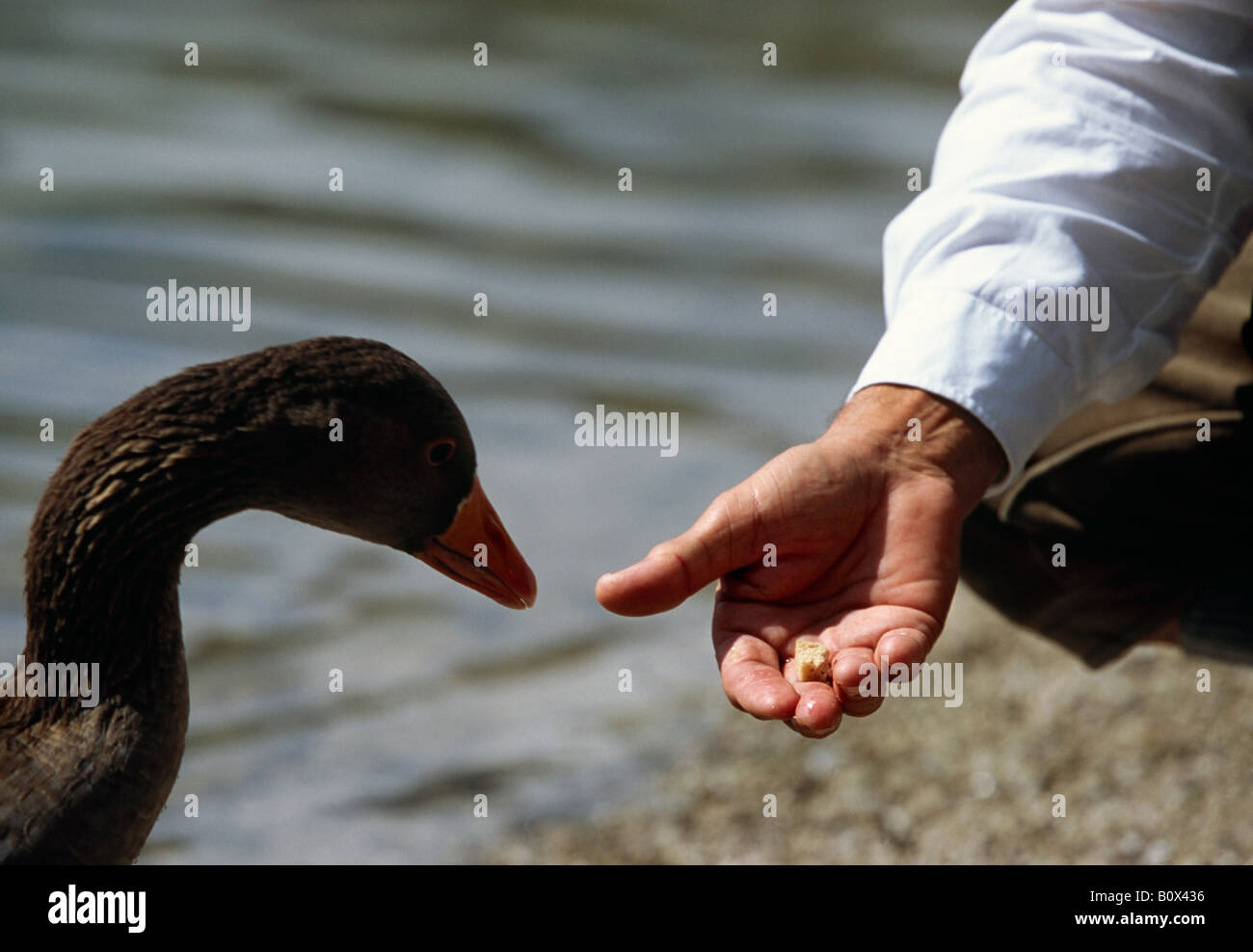 A human hand feeding a Graylag Goose (Anser anser), Almsee ...