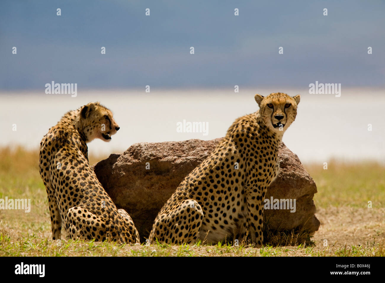 Tanzania safari cheetah rock hi-res stock photography and images - Alamy