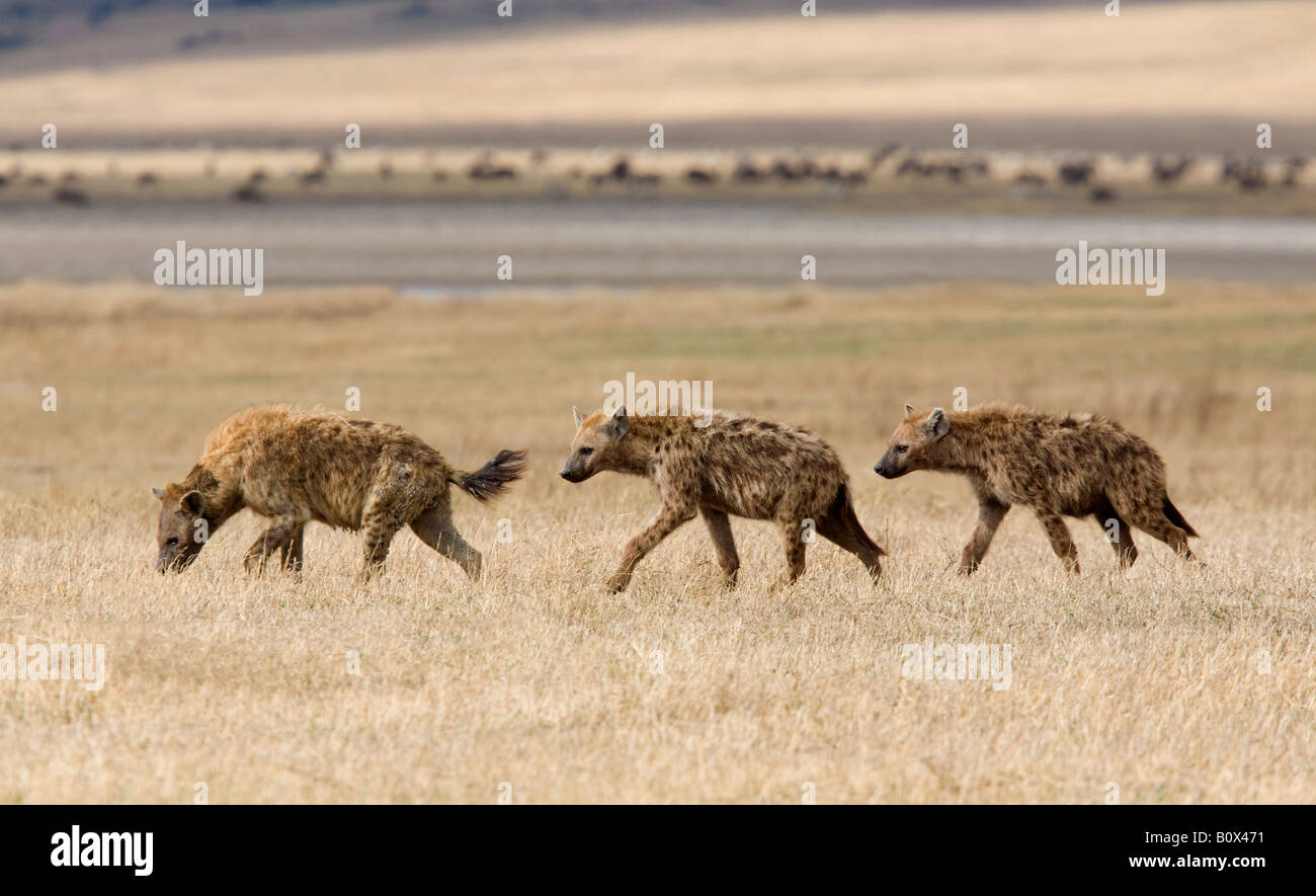 Three hyenas walking across a plain Stock Photo - Alamy