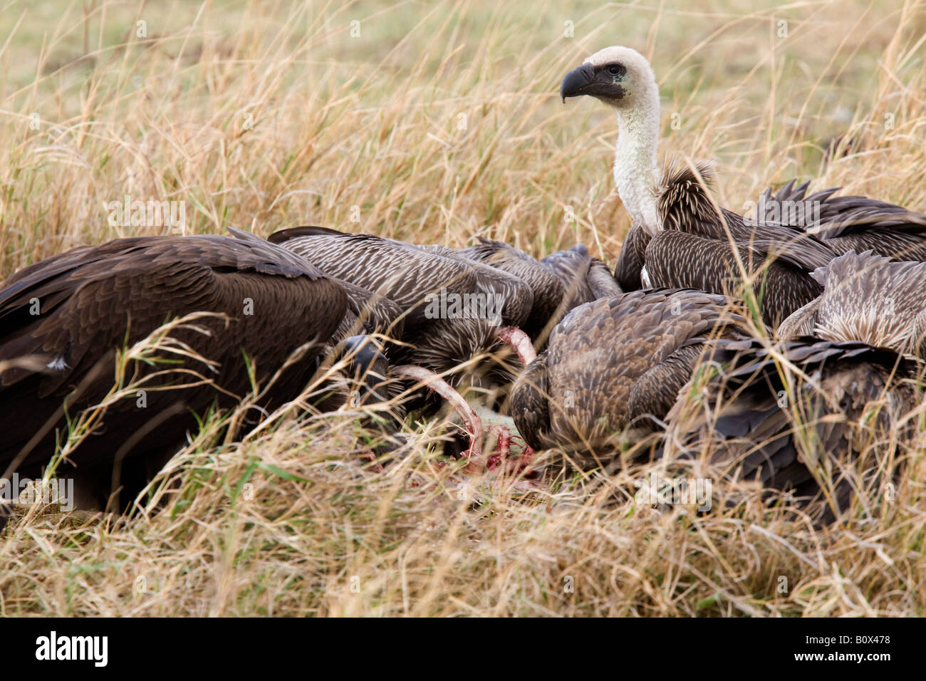 Dead animal hi-res stock photography and images - Alamy