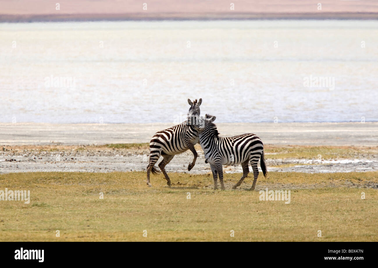 Two zebras full view hi-res stock photography and images - Alamy