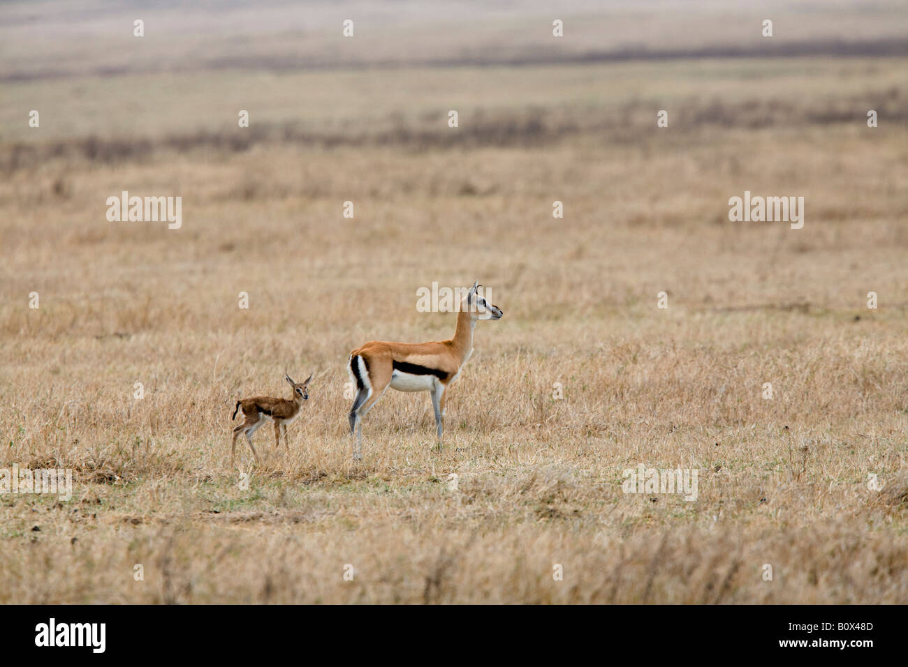 Springbok mother and calf Stock Photo - Alamy