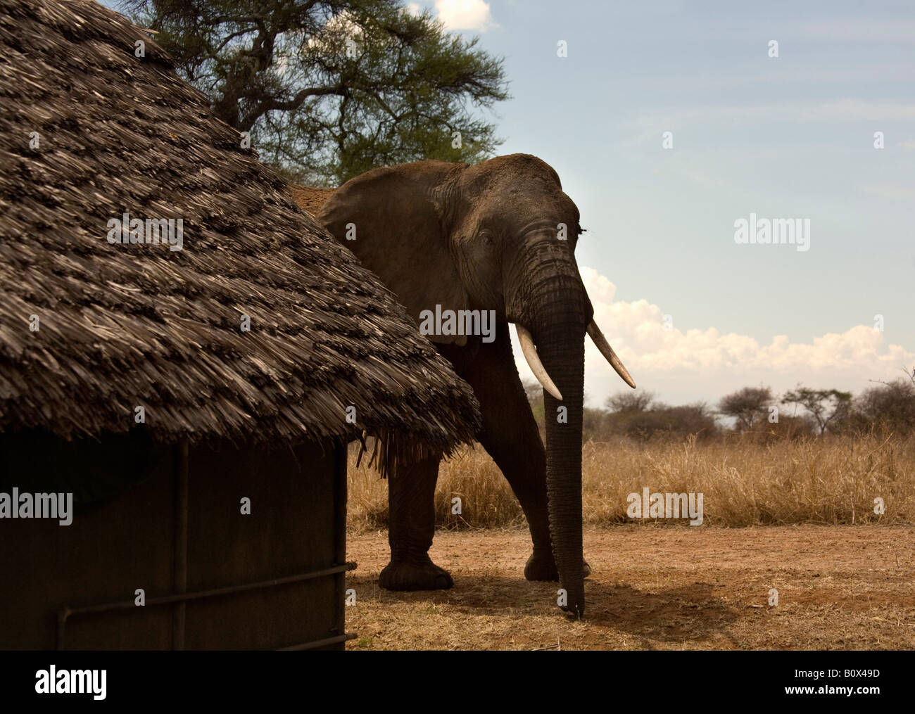 Thatched roof animals hi-res stock photography and images - Alamy