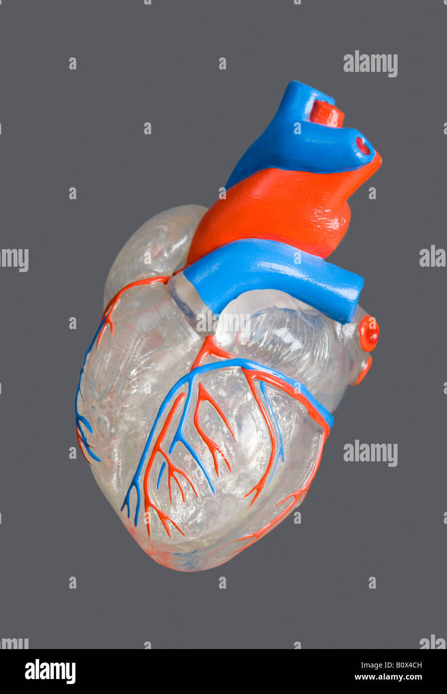 Human heart model vertical hi-res stock photography and images - Alamy
