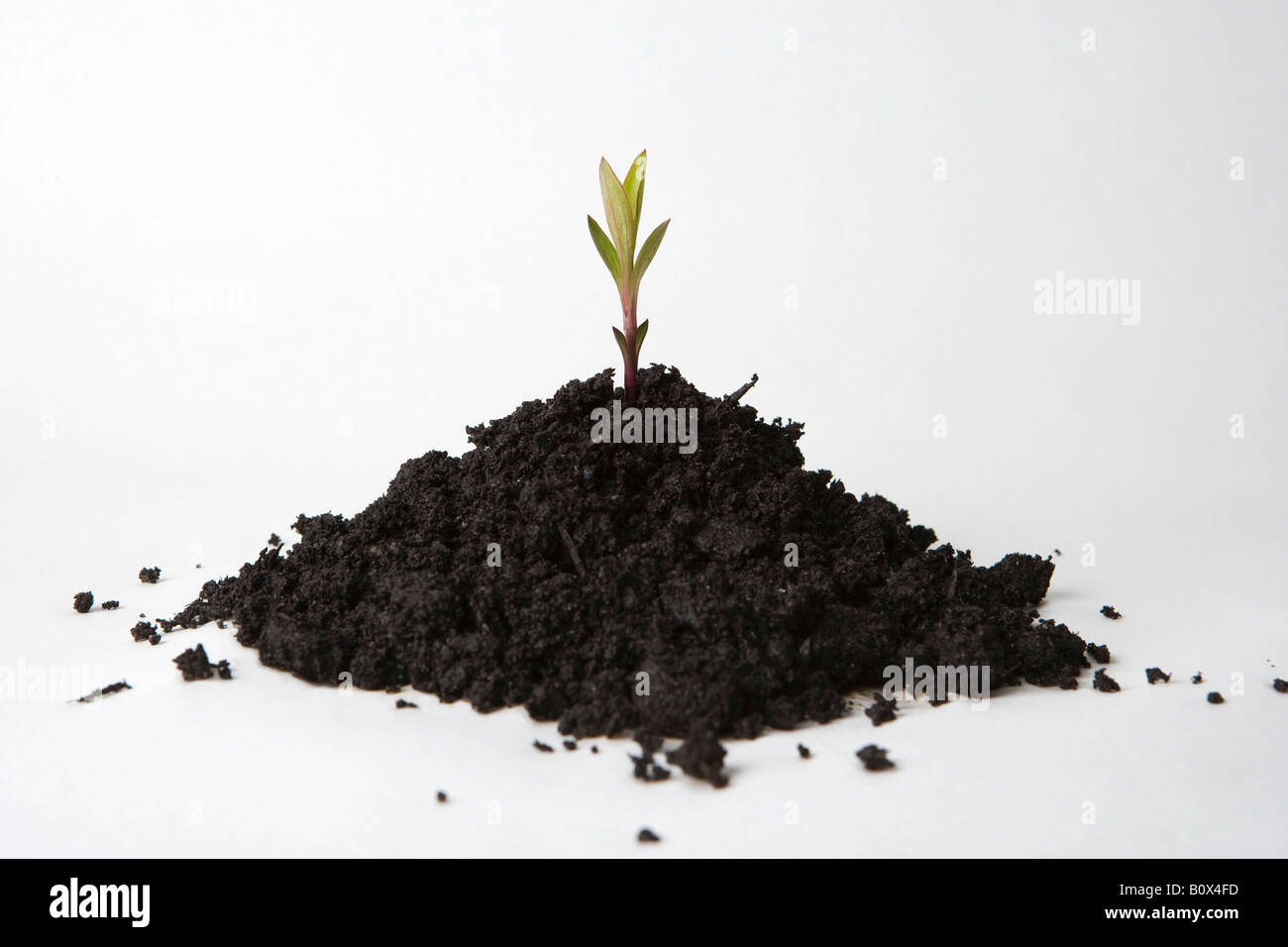 A shoot growing from a heap of soil Stock Photo - Alamy