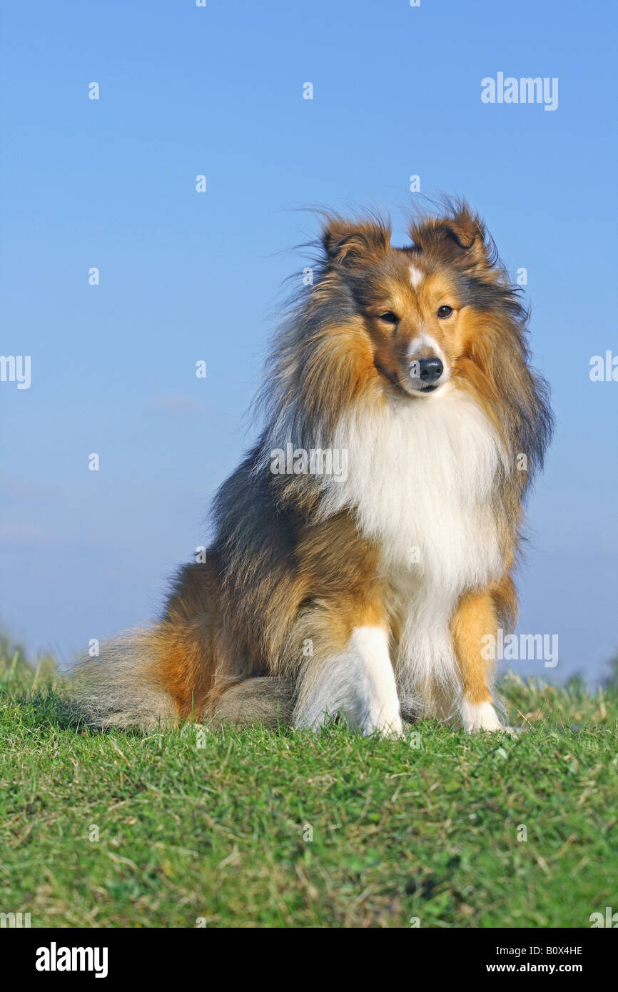 Sheltie - sitting on meadow Stock Photo - Alamy
