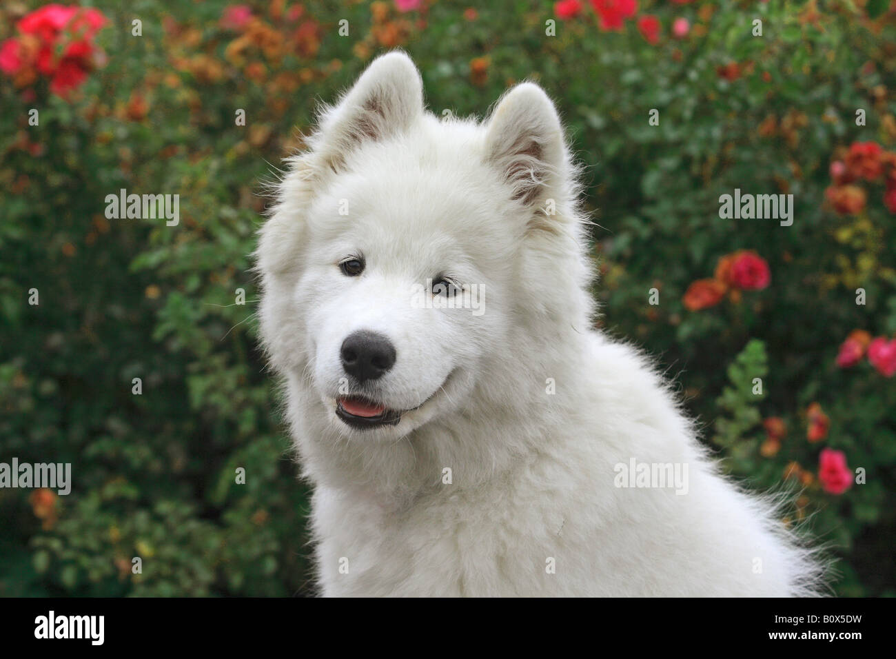 Samoyeds dog hi-res stock photography and images - Alamy