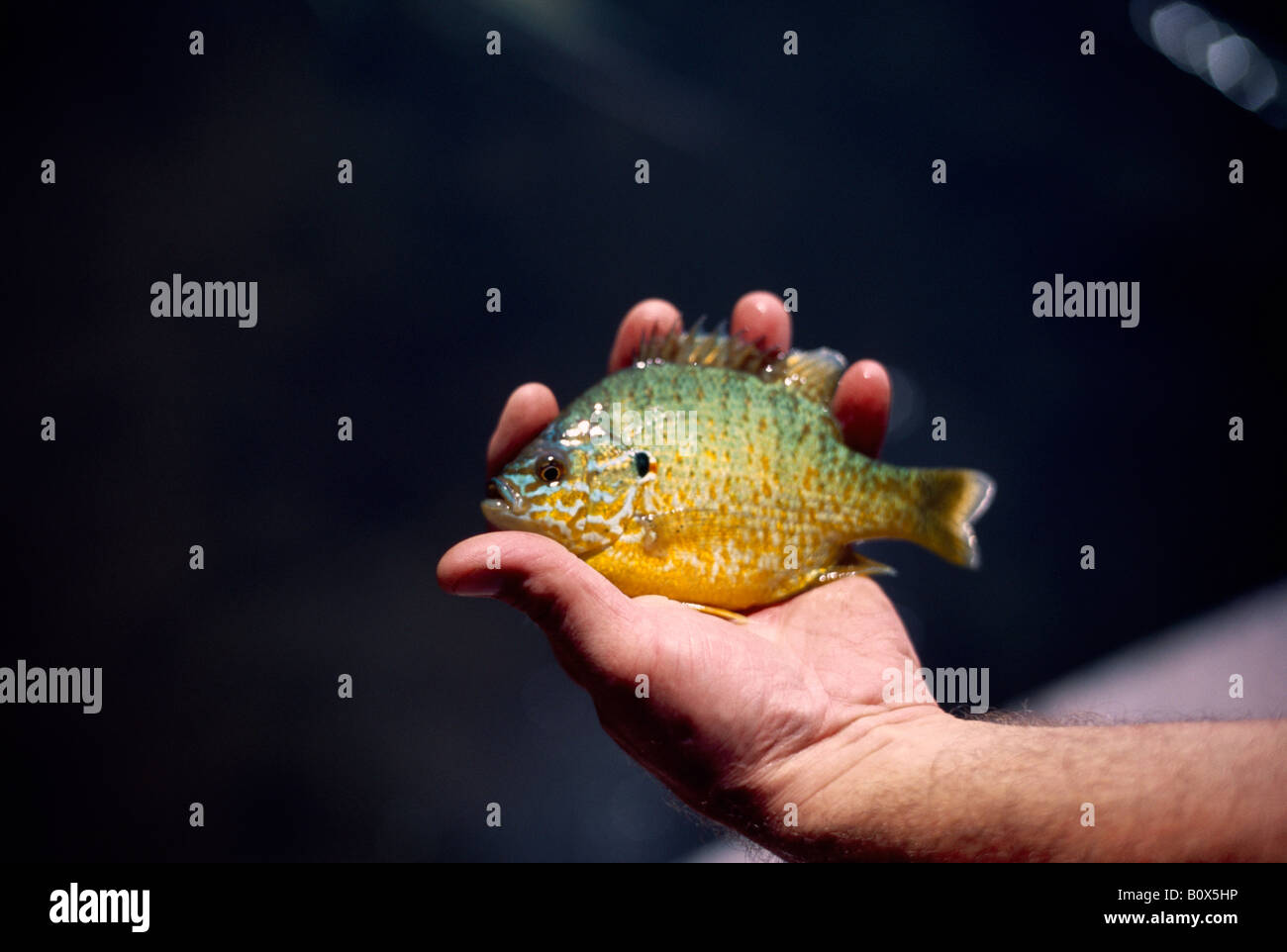 The human fish hi-res stock photography and images - Alamy