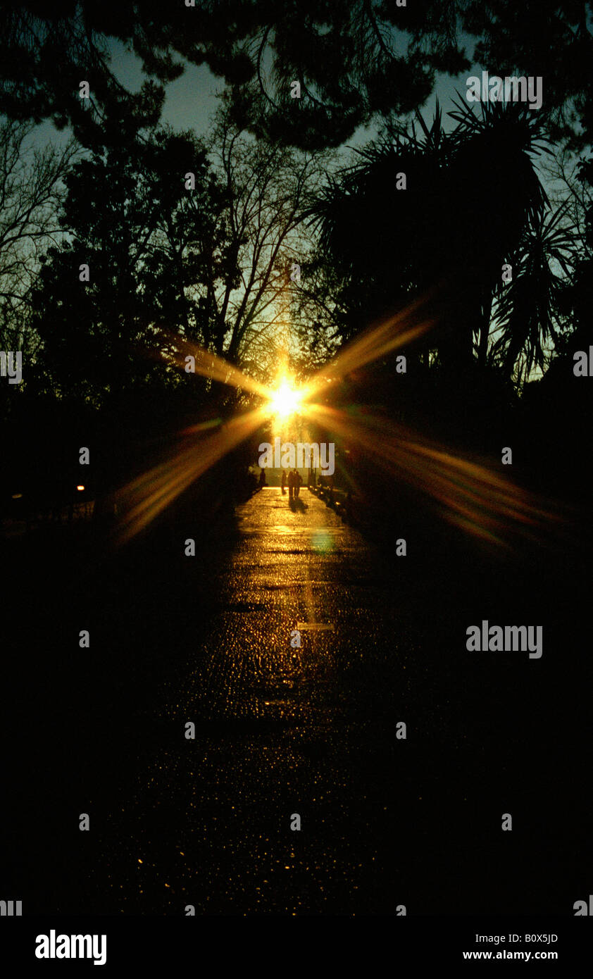 Sunbeams through the trees in a park Stock Photo - Alamy