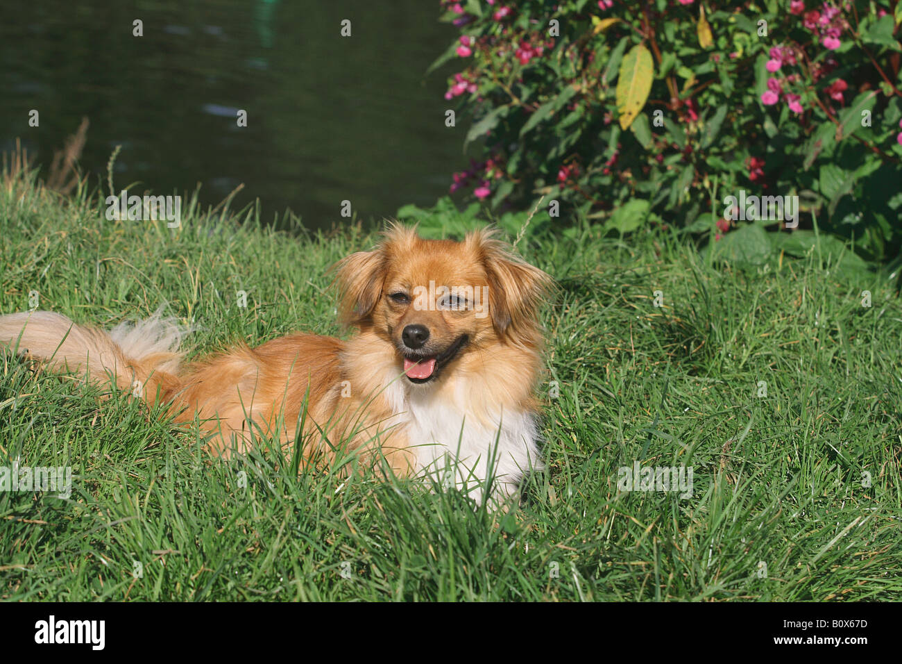 Pekingese mongrel hi-res stock photography and images - Alamy
