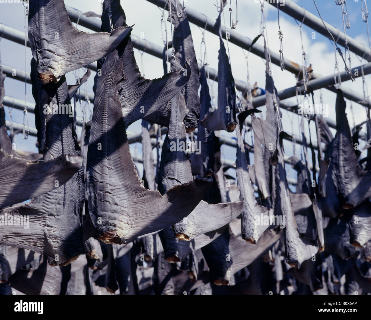Shark fins drying on rack Stock Photo - Alamy