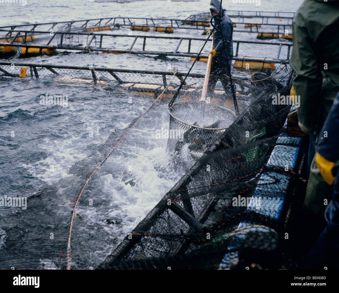 Japan fishermen fish farm hi-res stock photography and images - Alamy