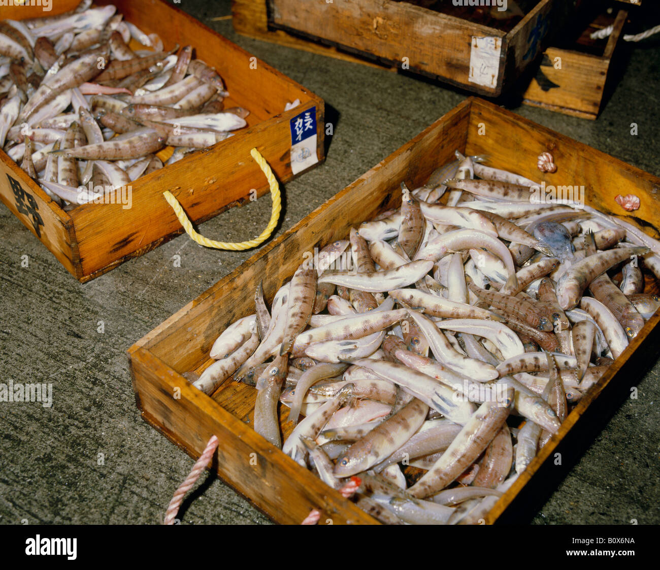 Rosy grub fish Stock Photo - Alamy