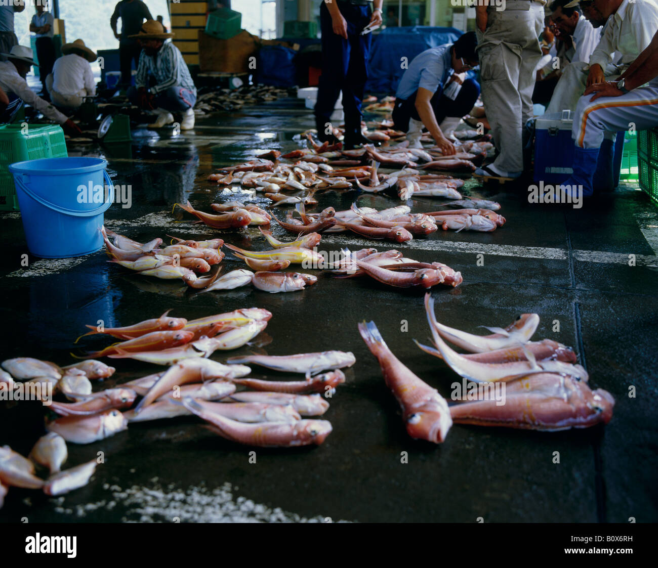 Tilefish hi-res stock photography and images - Alamy