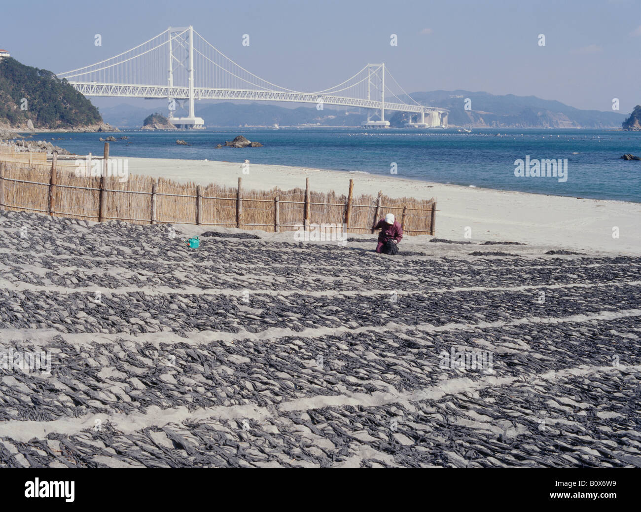 Drying seaweed japan hi-res stock photography and images - Alamy