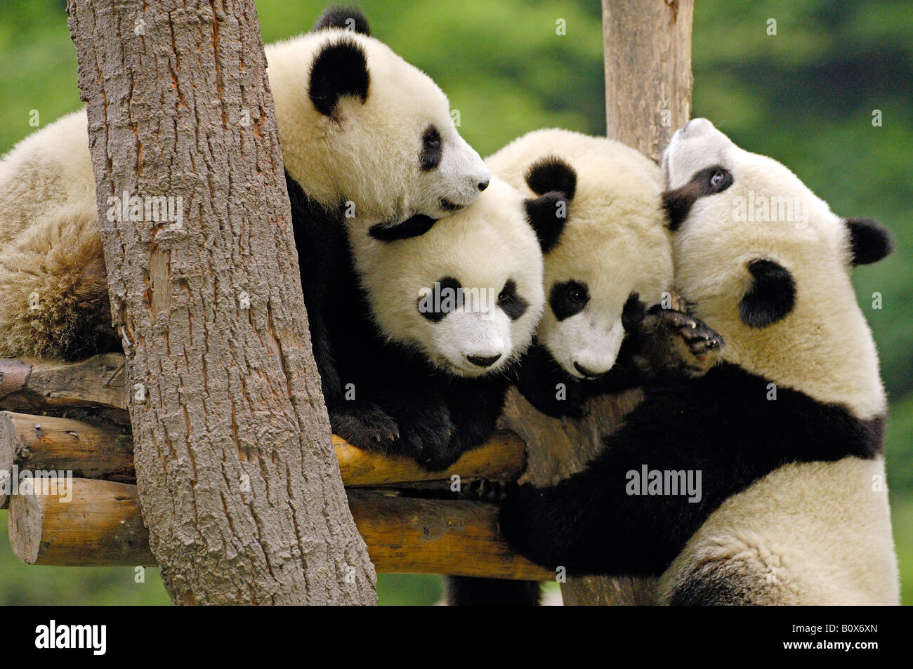 Baby Pandas Cuddling