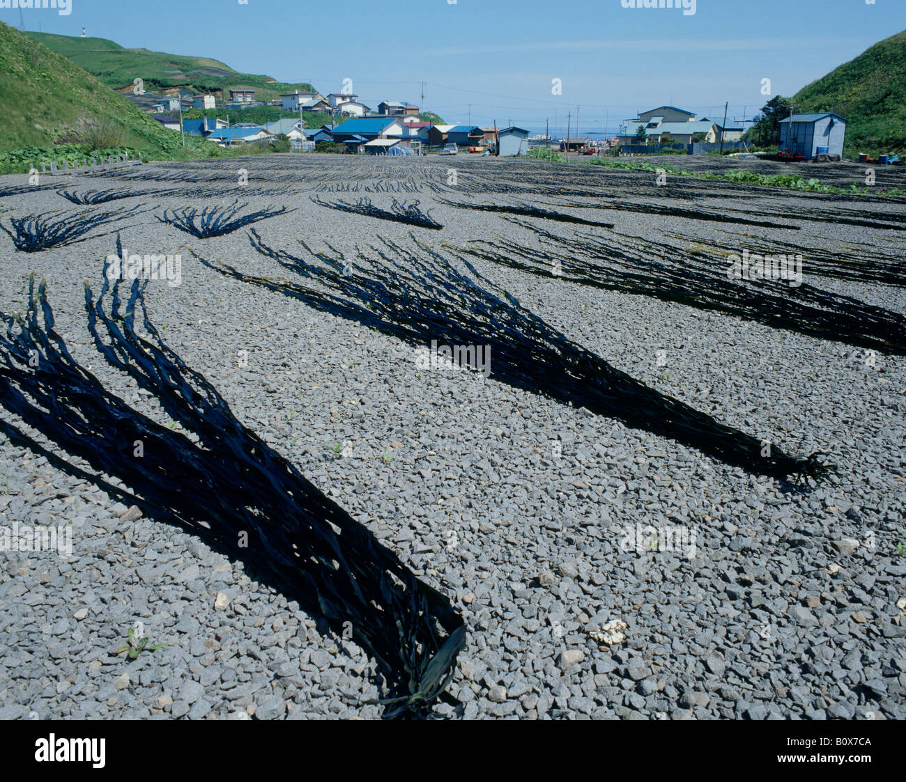 Kelp drying in the sun Stock Photo - Alamy