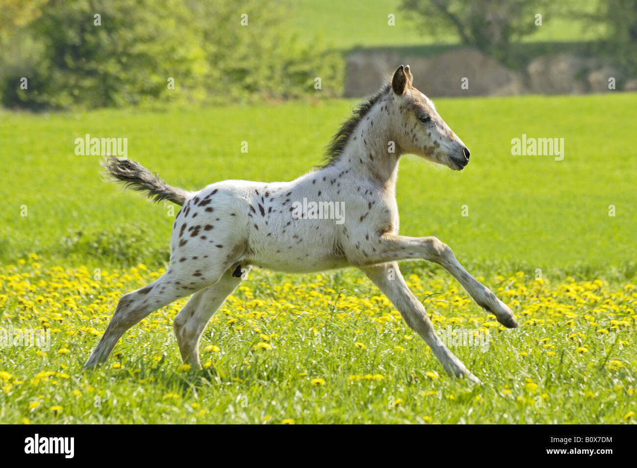 Knabstrupper Foal