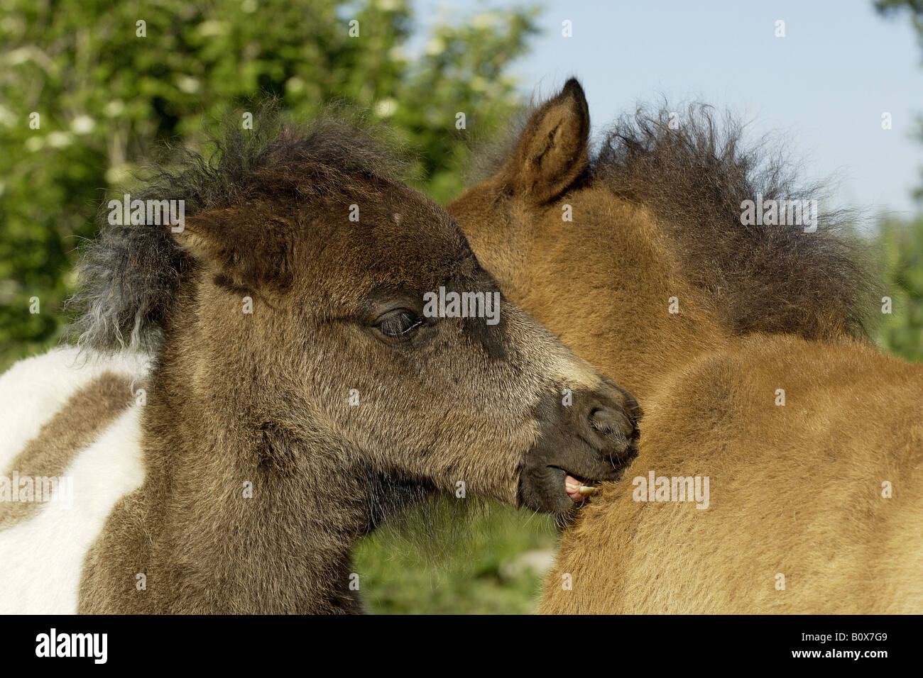 Two Shetland pony foals - coat care Stock Photo - Alamy