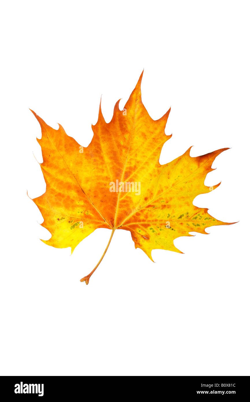 One maple leaf isolated on white background Stock Photo - Alamy