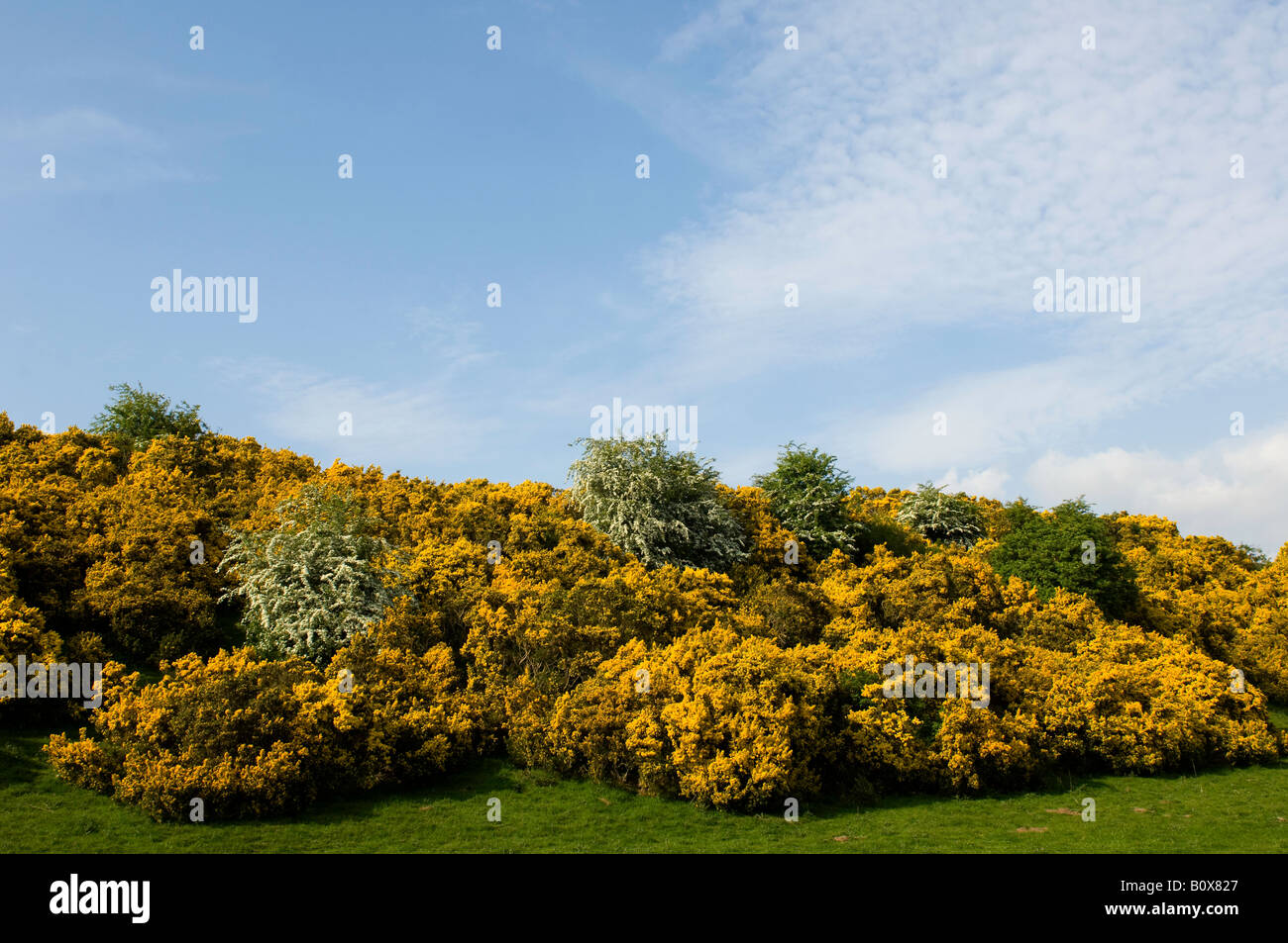 Common Gorse (Ulex europaeus) covering a hillside Cumbria Stock Photo ...