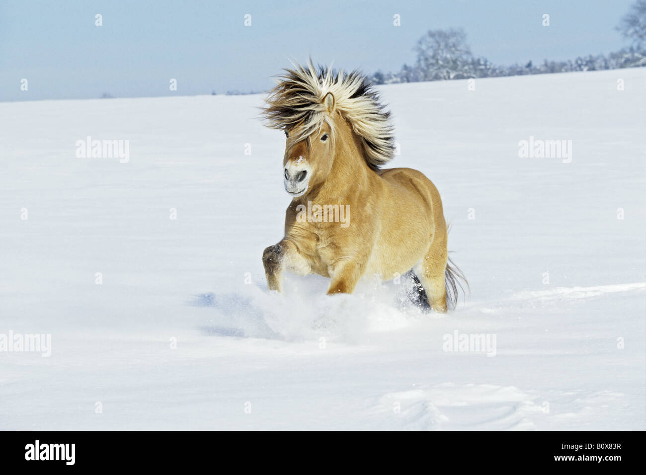 Norwegian horse stallion - galloping in snow Stock Photo - Alamy